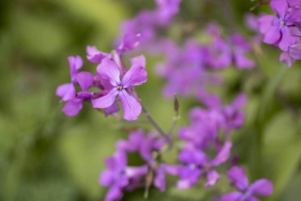 25 Flowers That Start With the Letter A (Colorful Examples) - Bird ...