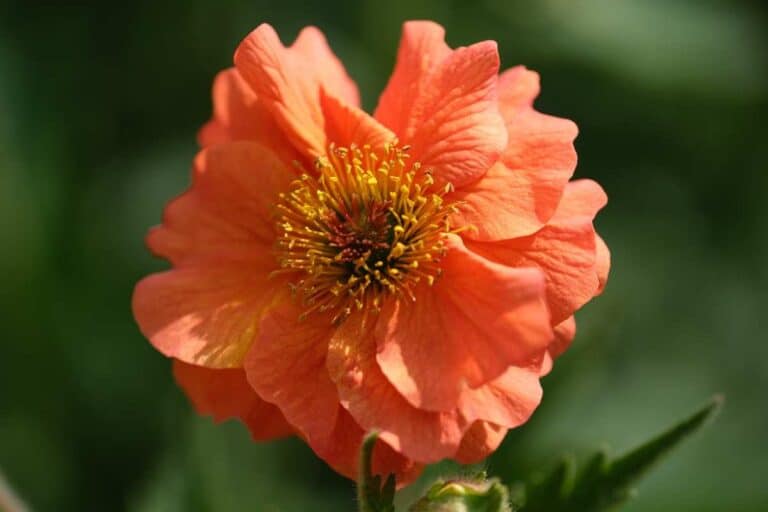 25 Flowers That Start With the Letter A (Colorful Examples) - Bird ...