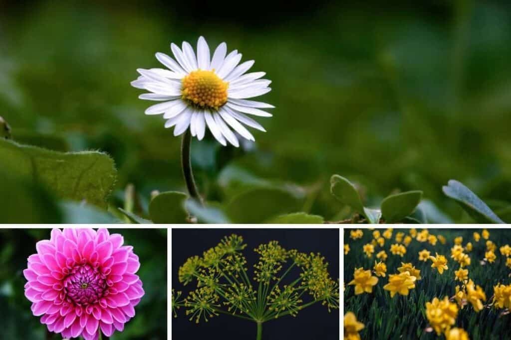 22 Flowers That Start With the Letter D (Photos) - Bird Feeder Hub