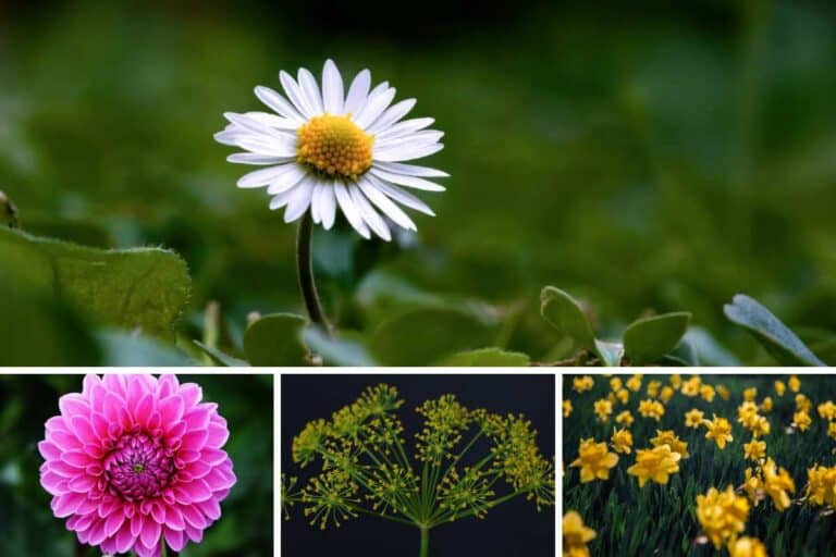 22 Flowers That Start With the Letter D (Photos) - Bird Feeder Hub