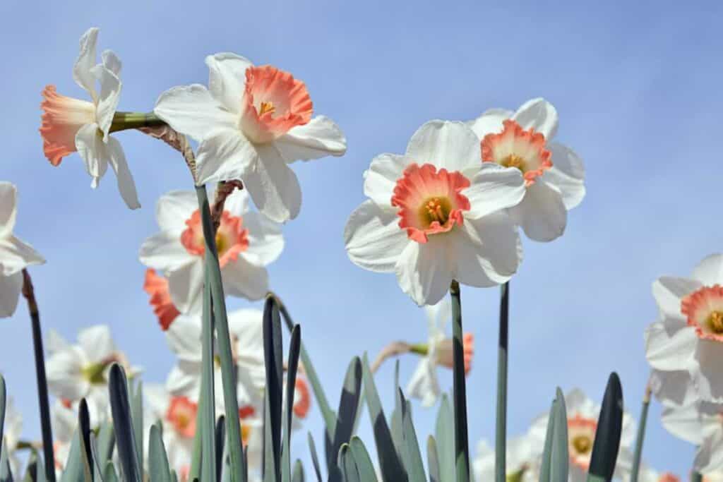 22 Flowers That Start With the Letter D (Photos) - Bird Feeder Hub