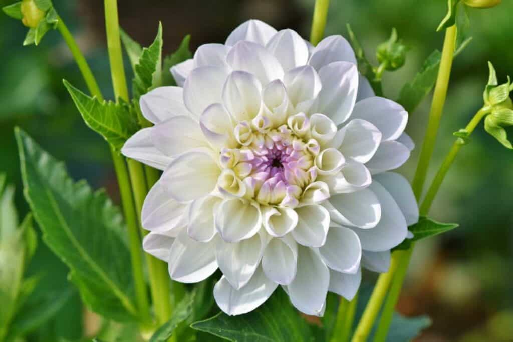 22 Flowers That Start With the Letter D (Photos) - Bird Feeder Hub