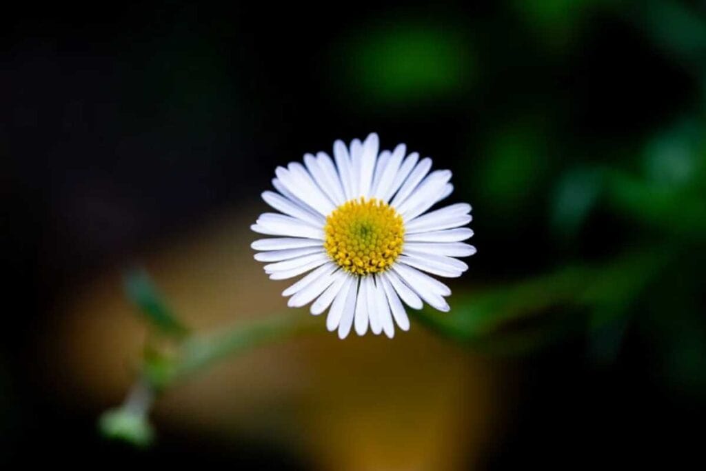 22 Flowers That Start With the Letter D (Photos) - Bird Feeder Hub