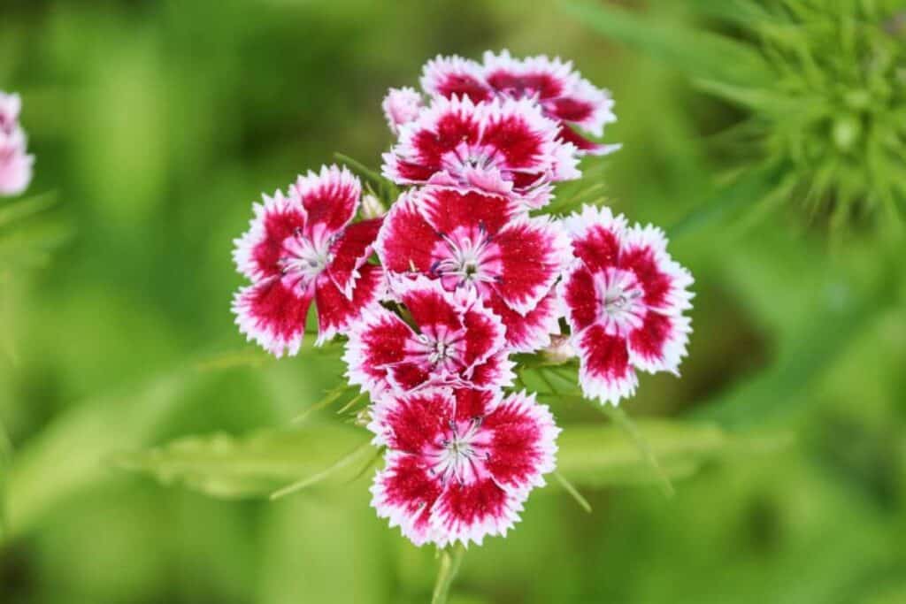 22 Flowers That Start With the Letter D (Photos) - Bird Feeder Hub