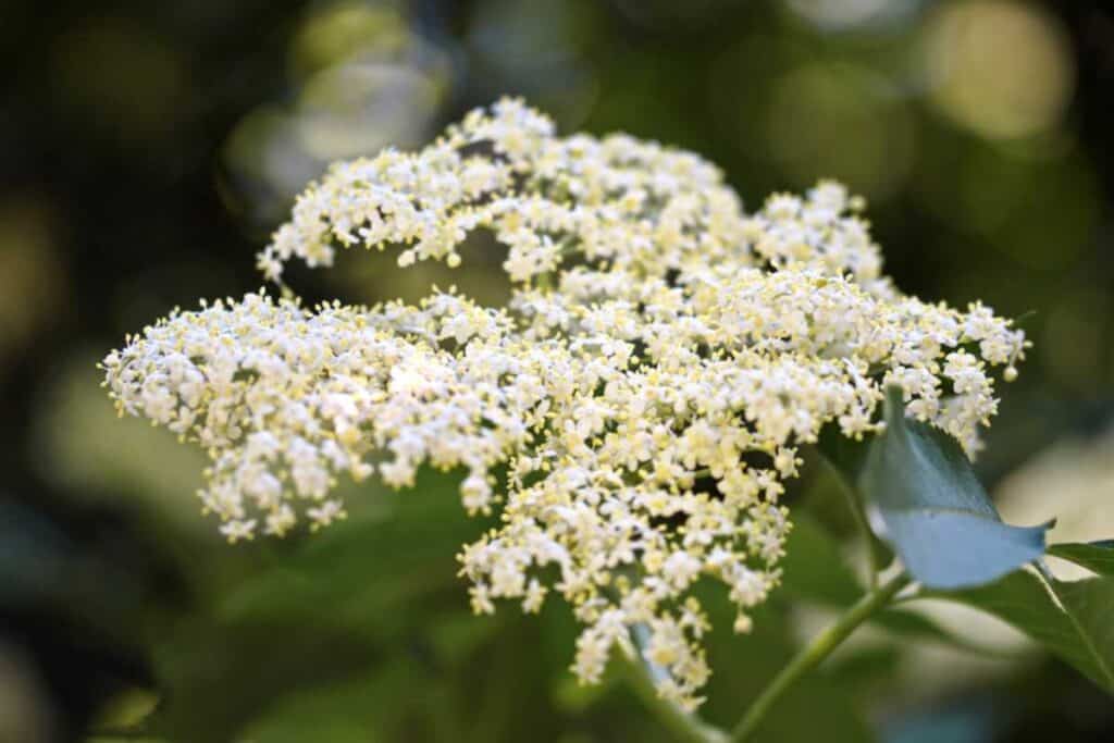 18 Flowers That Start With the Letter E (Photos) - Bird Feeder Hub