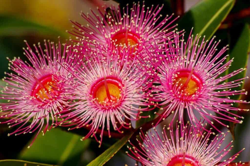 18 Flowers That Start With the Letter E (Photos) - Bird Feeder Hub