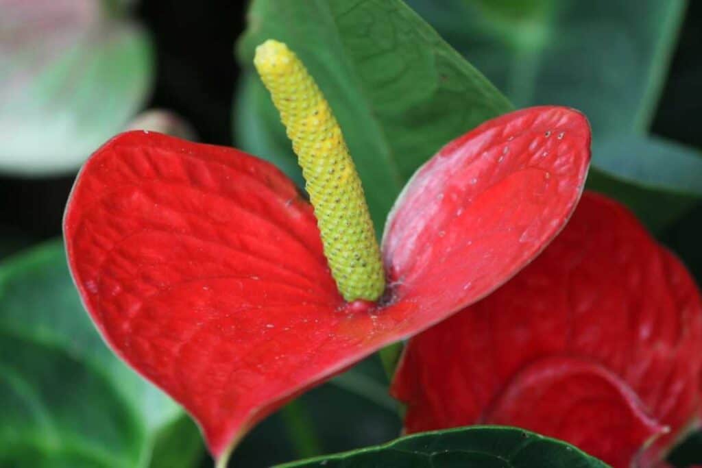 18 Flowers That Start With the Letter F (Photos) - Bird Feeder Hub