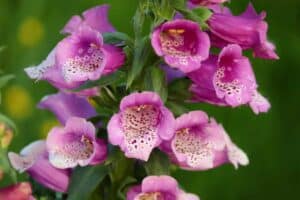 18 Flowers That Start With the Letter F (Photos) - Bird Feeder Hub