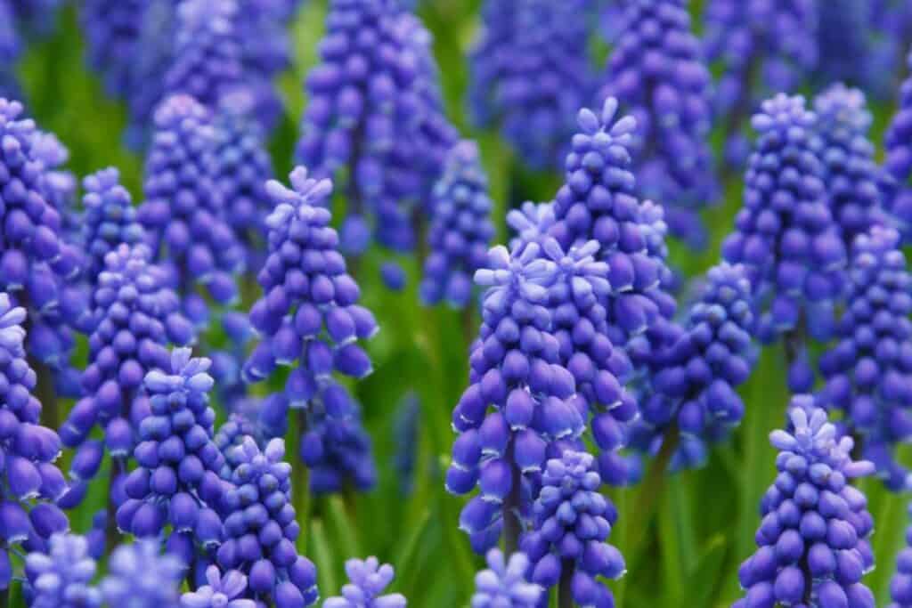 23 Flowers That Start With the Letter G - Bird Feeder Hub