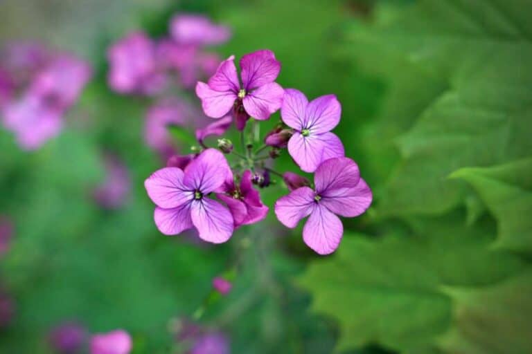 20 Flowers That Start With the Letter H - Bird Feeder Hub
