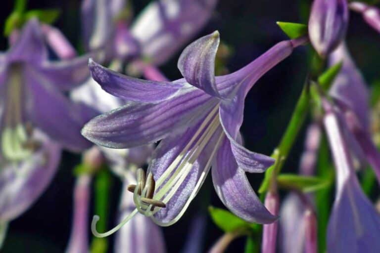 20 Flowers That Start With the Letter H - Bird Feeder Hub