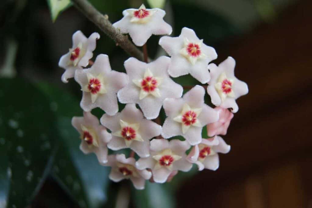 20 Flowers That Start With the Letter H - Bird Feeder Hub