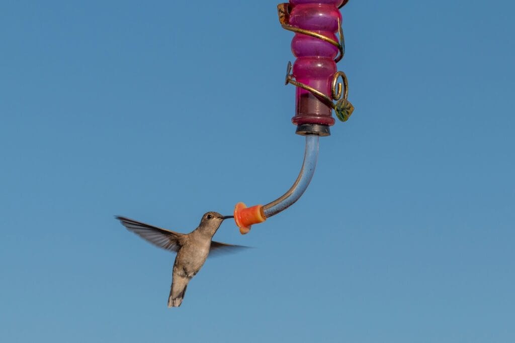 What is the Correct Hummingbird Nectar Ratio? (And Why) - Bird Feeder Hub