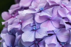 20 Flowers That Start With the Letter H - Bird Feeder Hub