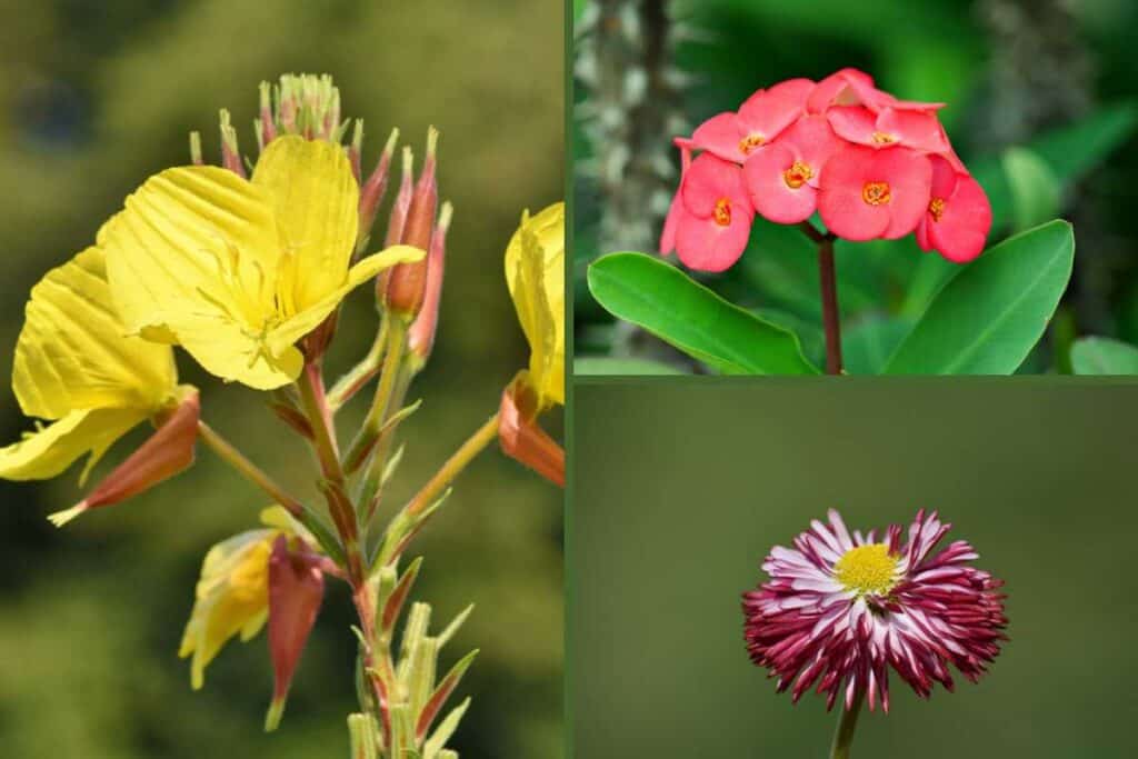 18 Flowers That Start With the Letter E (Photos) - Bird Feeder Hub