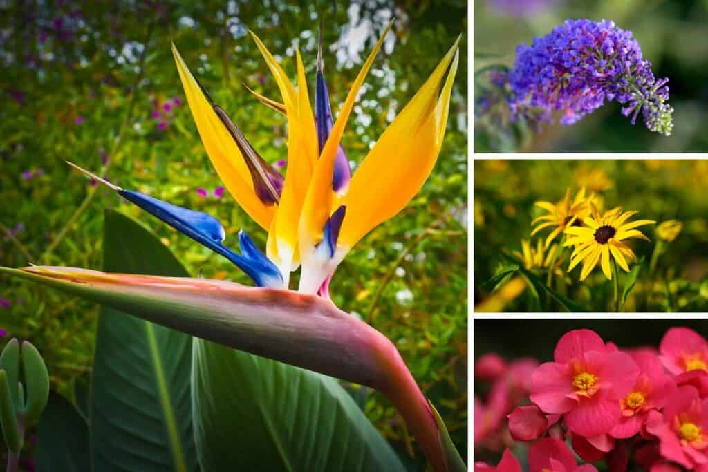 16 Flowers That Start With the Letter B (Photos) - Bird Feeder Hub