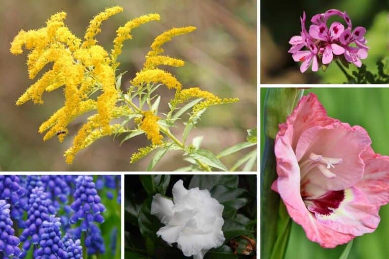 23 Flowers That Start With the Letter G - Bird Feeder Hub