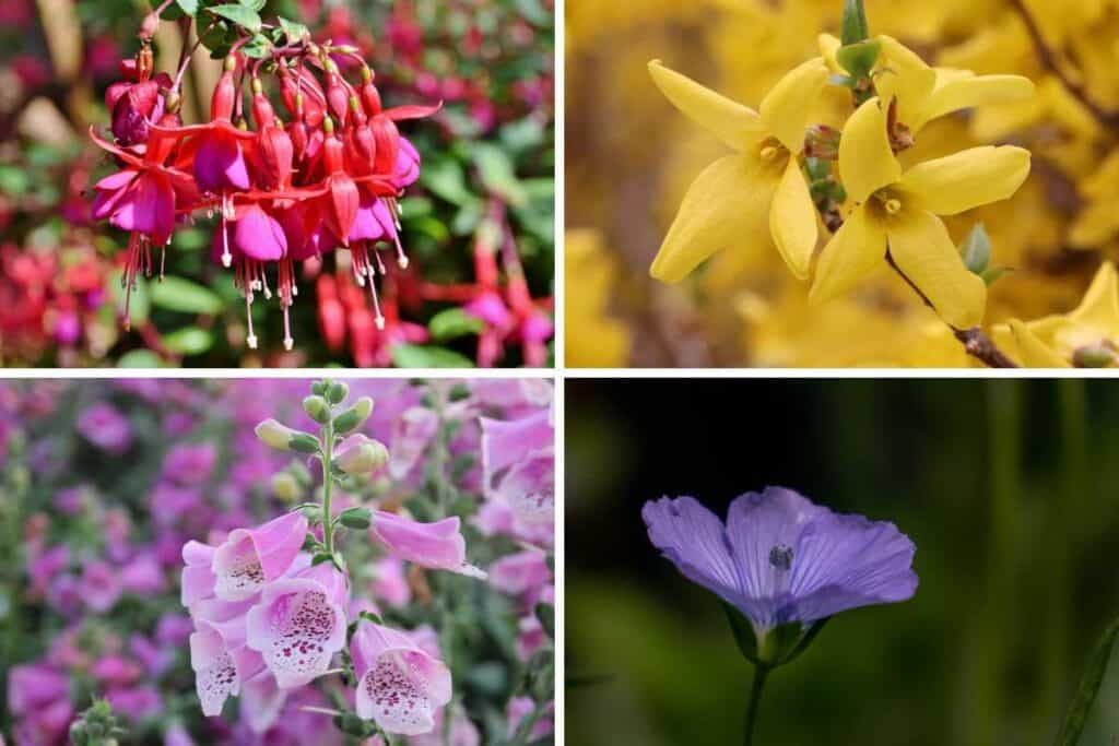 18 Flowers That Start With the Letter F (Photos) - Bird Feeder Hub