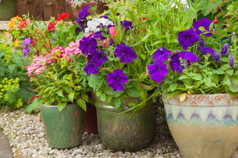 Potted Plants That Attract Hummingbirds (20 Ideas) - Bird Feeder Hub