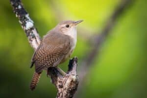House Wren Overview: Behavior, Habitat, Facts - Bird Feeder Hub