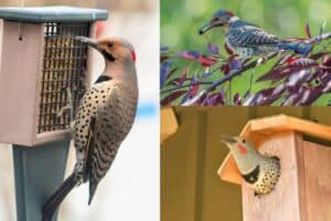 Northern Flicker (Overview) - Bird Feeder Hub