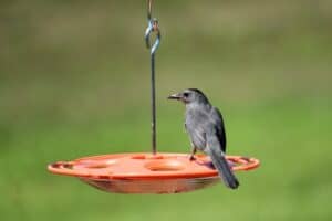 Gray Catbird (Overview) - Bird Feeder Hub