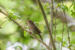 House Wren Overview: Behavior, Habitat, Facts - Bird Feeder Hub