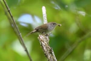 House Wren Overview: Behavior, Habitat, Facts - Bird Feeder Hub