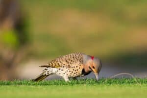 Northern Flicker (Overview) - Bird Feeder Hub