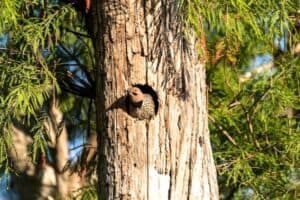 Northern Flicker (Overview) - Bird Feeder Hub