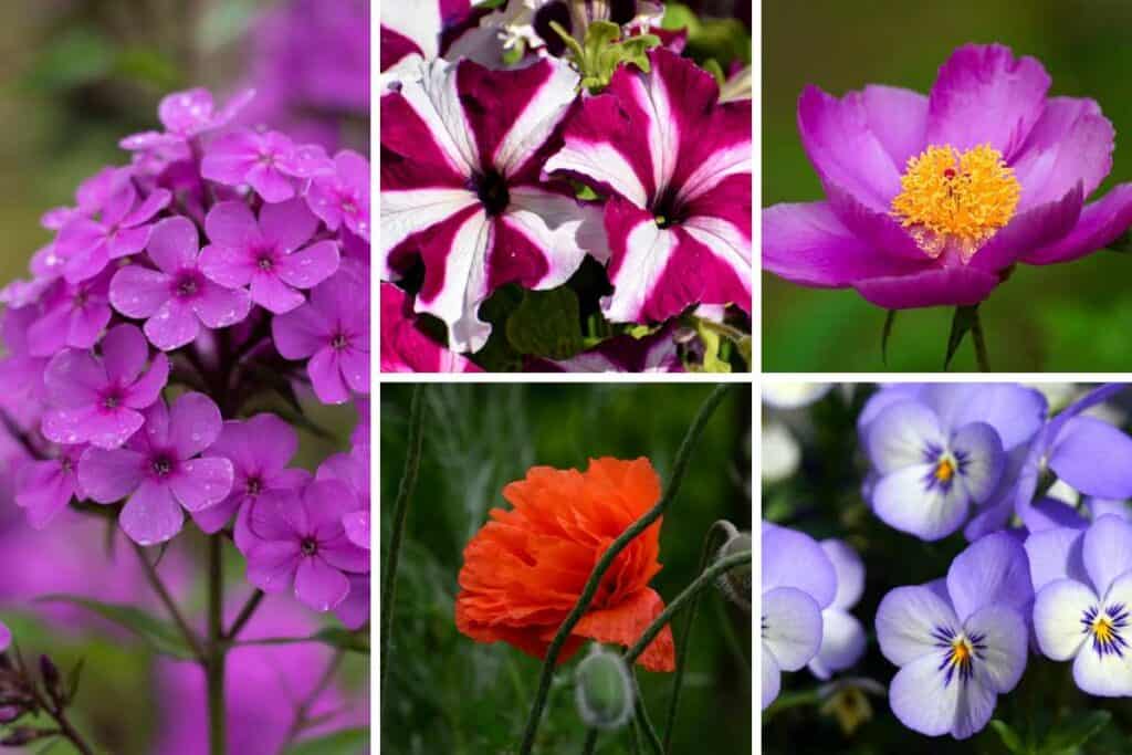 22 Flowers That Start With the Letter P - Bird Feeder Hub