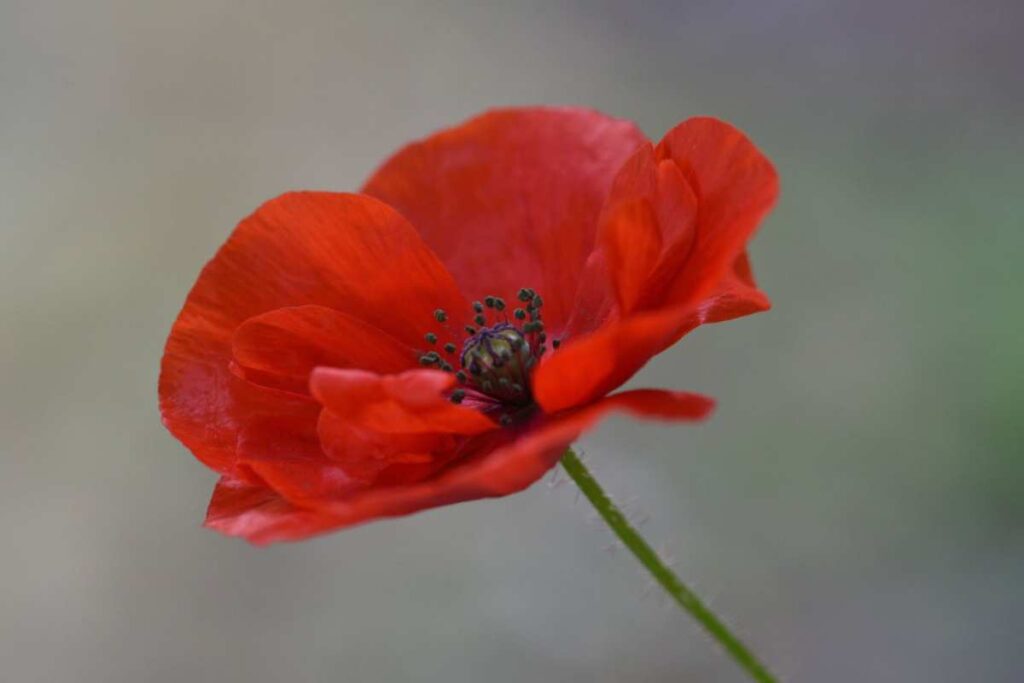 22 Flowers That Start With the Letter P - Bird Feeder Hub