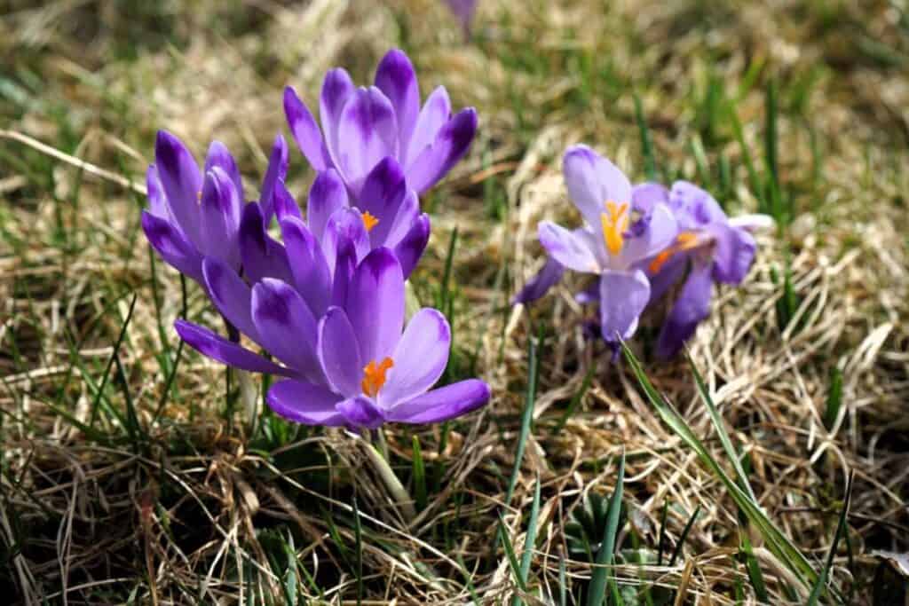 13 Flowers That Start With Letter S - Bird Feeder Hub