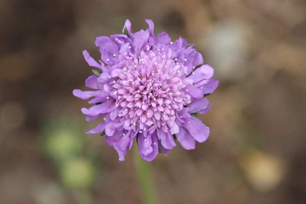 13 Flowers That Start With Letter S - Bird Feeder Hub
