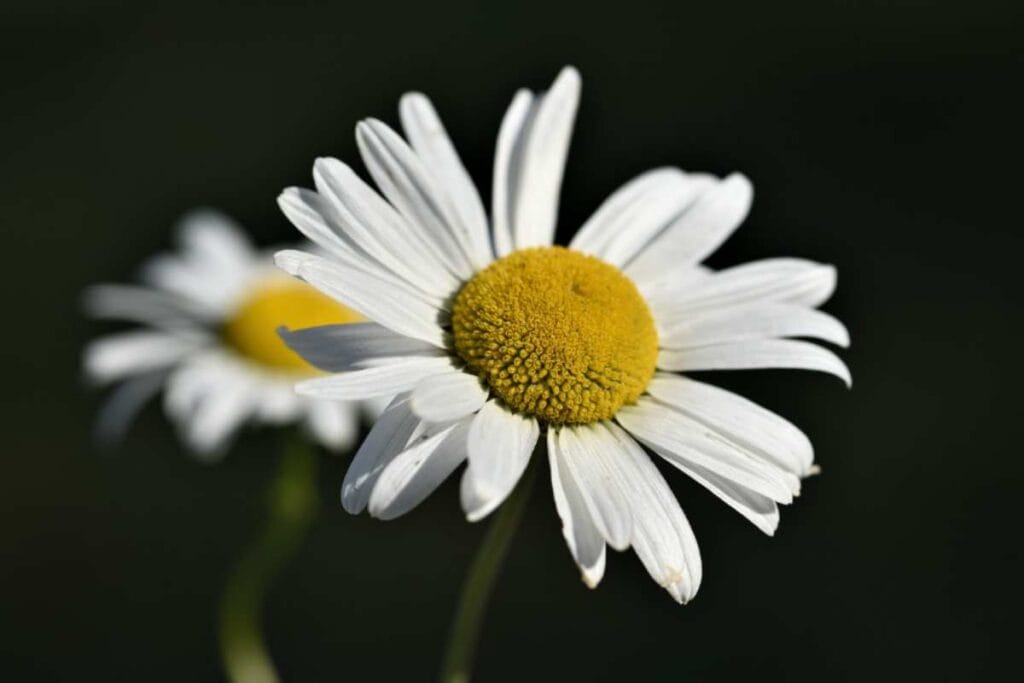 13 Flowers That Start With Letter S - Bird Feeder Hub
