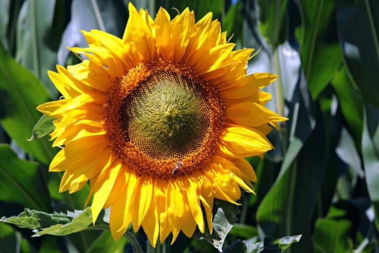 13 Flowers That Start With Letter S - Bird Feeder Hub