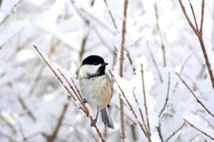 North American Chickadees (Overview) - Bird Feeder Hub