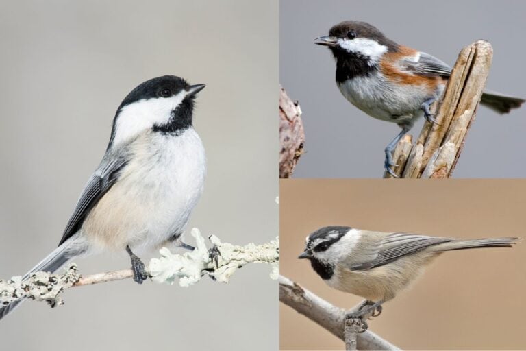 Birds 101 - General Bird Educational Info Archives - Bird Feeder Hub