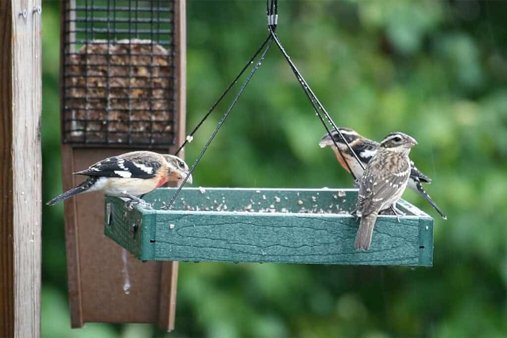 Birds 101 - General Bird Educational Info Archives - Bird Feeder Hub