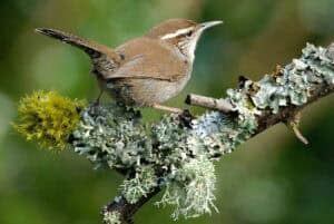 10 Types of Wrens (with Photos) - Bird Feeder Hub