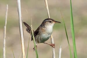 10 Types of Wrens (with Photos) - Bird Feeder Hub
