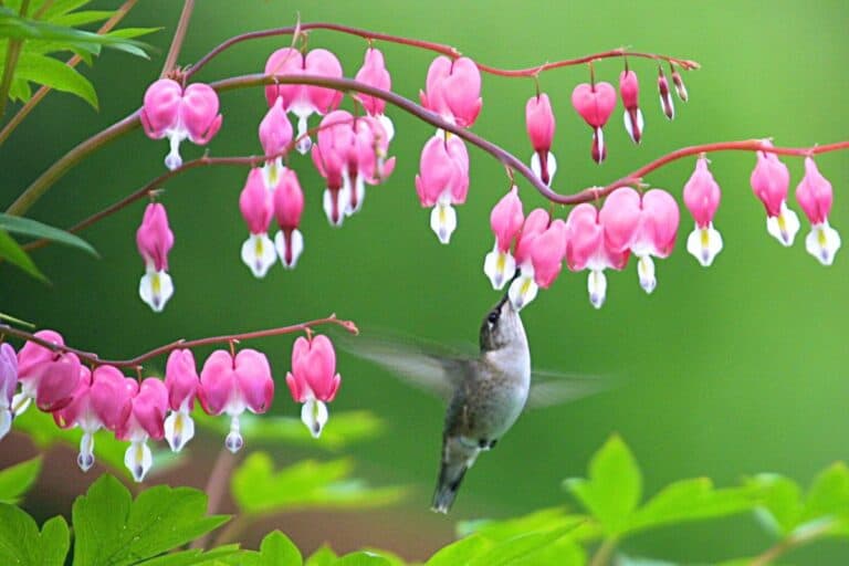 11 Best Shade-Tolerant Flowers for Hummingbirds - Bird Feeder Hub