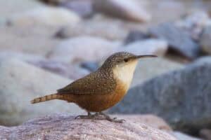 10 Types of Wrens (with Photos) - Bird Feeder Hub