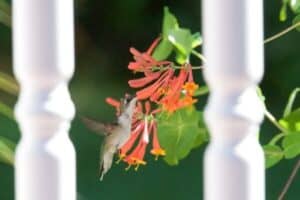 Best Vines for Hummingbirds (14 Favorites) - Bird Feeder Hub