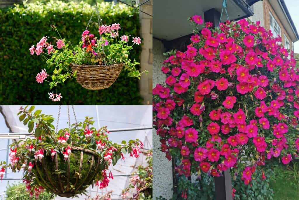 8 Hanging Basket Flowers That Attract Hummingbirds - Bird Feeder Hub
