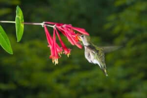 Best Vines for Hummingbirds (14 Favorites) - Bird Feeder Hub