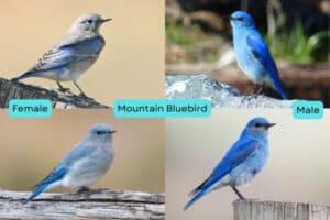 3 Types of Bluebirds (with Photos) - Bird Feeder Hub