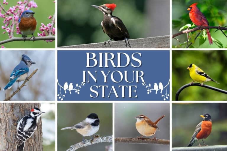 Common Birds in the U.S. (For Each State) - Bird Feeder Hub