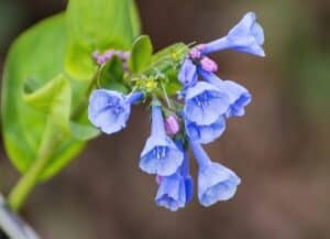 15 Tubular Flowers That Attract Hummingbirds - Bird Feeder Hub