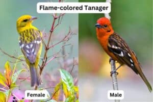 5 Types of Tanagers (in North America) - Bird Feeder Hub